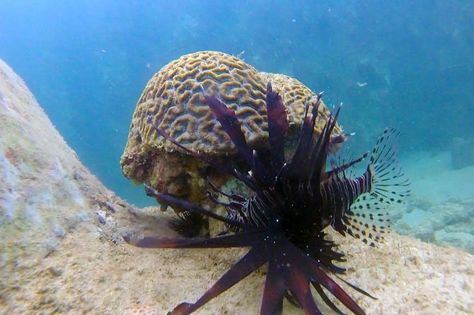 Beginner Scuba Diving Adventure with Videos in Honolulu - Group Size and Atmosphere