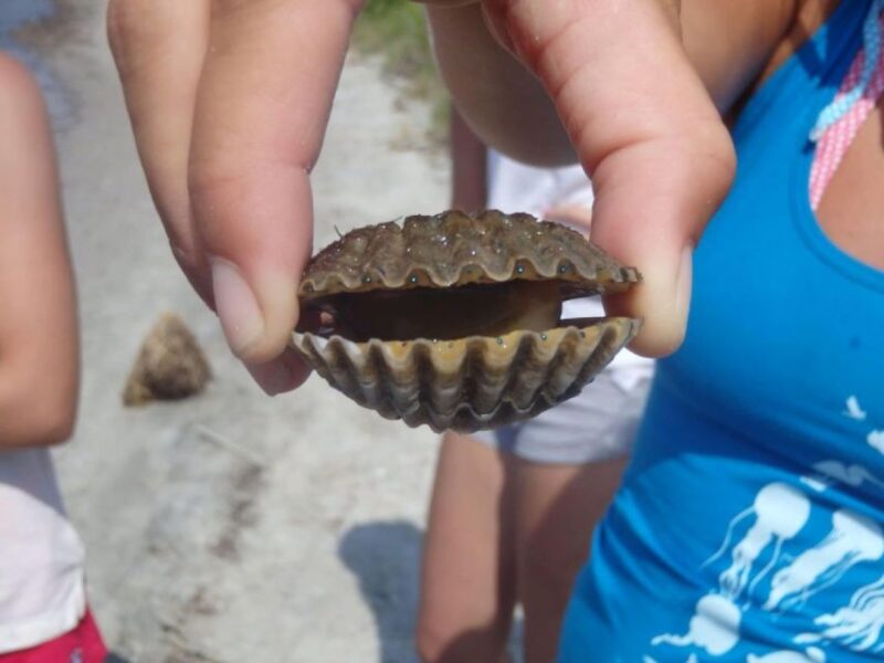 Berlin: Assateague Island Wildlife Discovery Kayak Tour - Practical Details