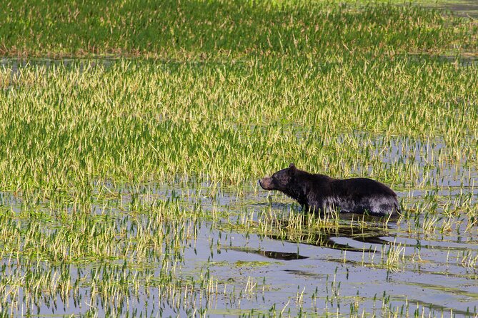 Best of Yellowstone Guided Tour From Bozeman - Private Tour - Wildlife Watching Opportunities