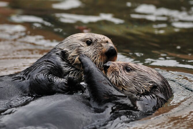 Best Whale Watching and Wildlife Shore Excursion in Sitka - Customer Reviews and Experiences