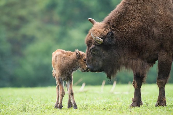 Bialowieza National Park Small Group Tour From Warsaw With Lunch Included - Experiencing Polish Cuisine and Culture
