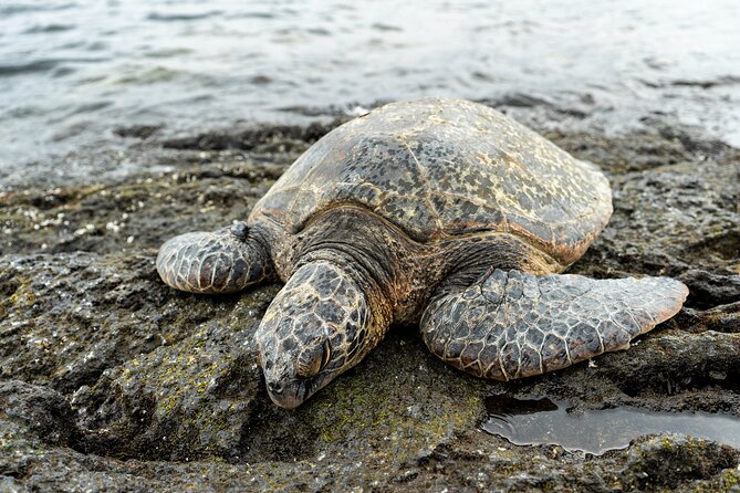 Big Island Half-Day Tour with Lunch - Value for Money