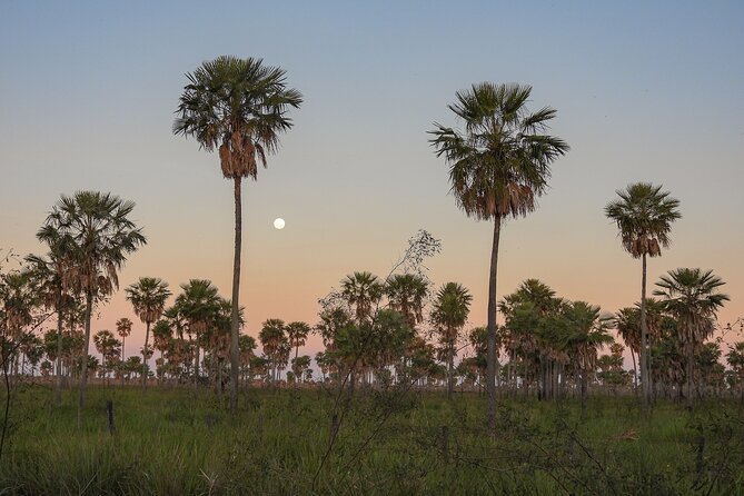 Birding and Nature Chaco Tour - Knowledgeable Local Guides