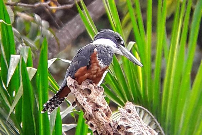 Birding in the Rainforest - Recommendations and Considerations