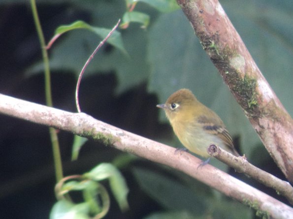 Birdwatching Tour at Mistico Park - Transportation and Booking Information