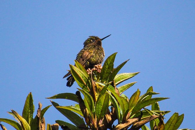 Birdwatching Tour in Cajas National Park From Cuenca - Private Guide and Personalized Experience