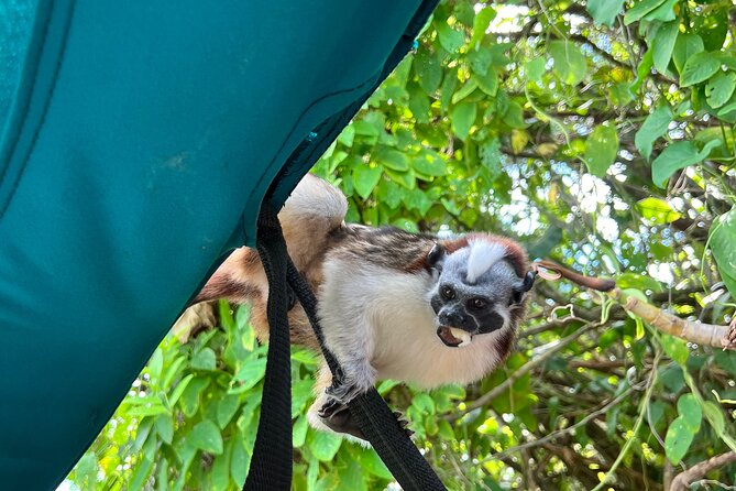 Boat Tour and Wildlife on the Gatun Lake - Wildlife Encounters on the Tour