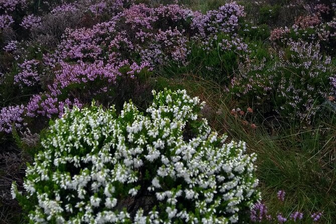 Bog Safari Hike - Historical Significance of the Bog