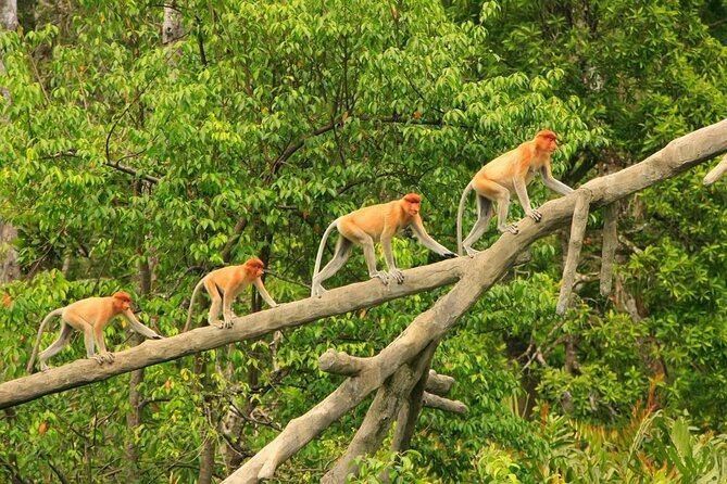 Borneo (Klias) River Cruise & Fireflies Tour - Practical Tips for a Smooth Experience