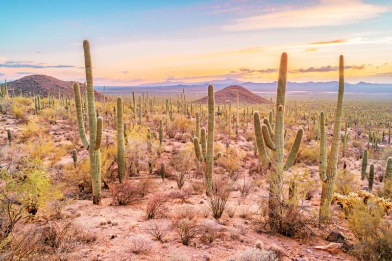 Box Canyon and Pinal Mountains Half-Day ATV Tour - Authentic Experiences and Guest Feedback