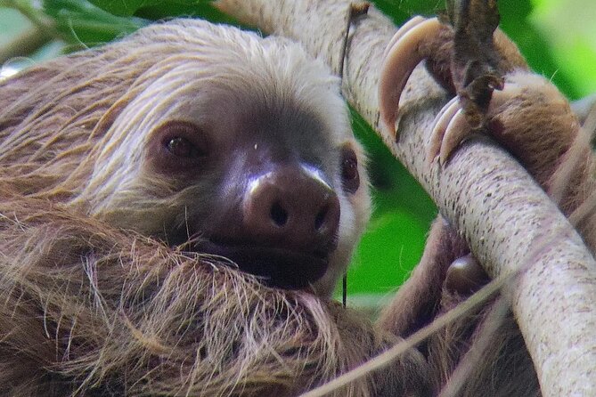 Cahuita National Park Hiking - Discovering the Parks Ecosystem
