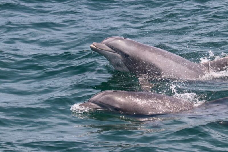 Cape May: Sunset Dolphin Watching Cruise with Food - Final Thoughts