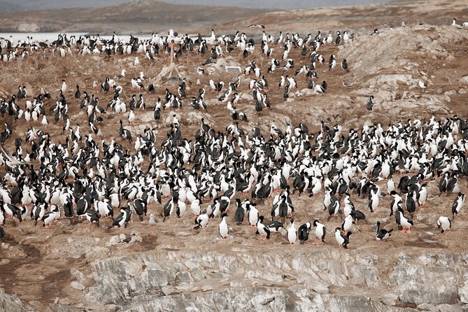 Catamaran Tour Through the Beagle Channel and Penguins in Isla Martillo - Visiting Isla Martillo and the Penguin Colony