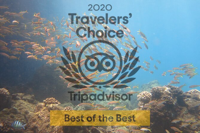 Certified Guided Shore Dive in Lahaina - Inclusions and What to Expect