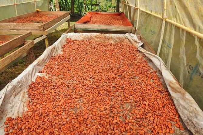 Chocolate and Farm Tour With Local Tico Family - Interacting With the Local Tico Family