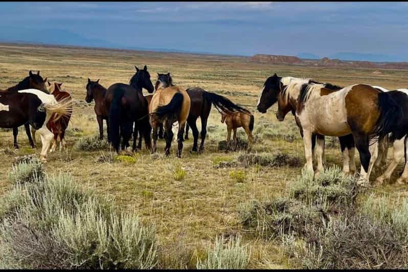 Cody: Red Canyon Wild Mustang Tour - Final Thoughts
