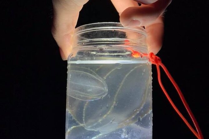 Comb Jelly Bioluminescence Kayak Tour - The Guides and Safety