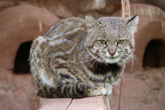 Cusco Sanctuary for Rescued Animals: Cochahuasi - Visitor Feedback and Highlights
