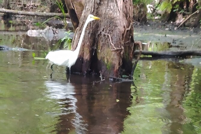 Cypress Forest: Guided Nature Kayak Eco-Tour - Who Should Consider This Tour?