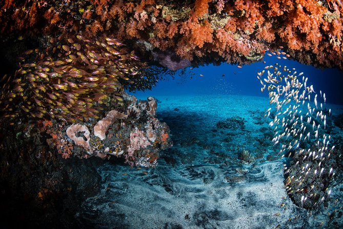 Day Trip certified divers - 3 Dives in Tulamben (pick-up & drop-off included) - What Our Reviewers Say