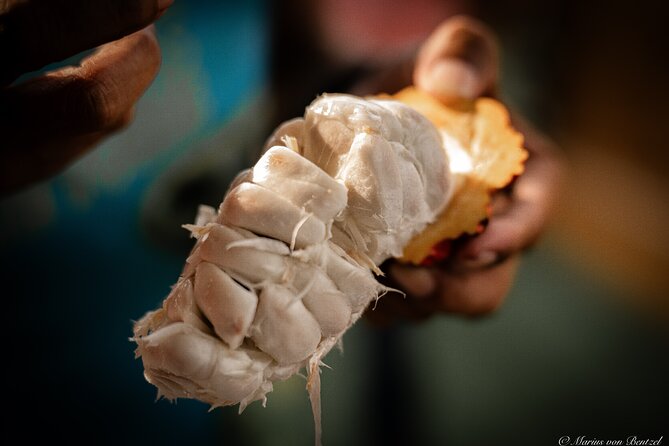 Day Trip Meet Howler Monkeys at Churute & Make Organic Chocolate - Chocolate Farm Visit and Cocoa Transformation