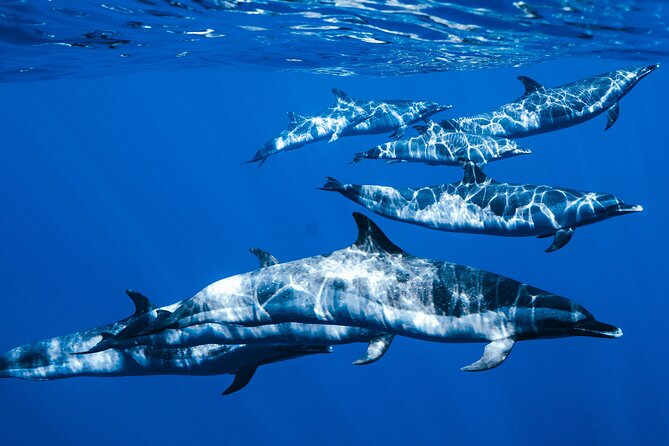 Deluxe Catamaran Swim With Dolphins in Oahu With Waterslide - Tour Logistics and Pickup