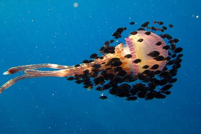 Deluxe Morning Snorkeling Adventure - Practical Details and Considerations