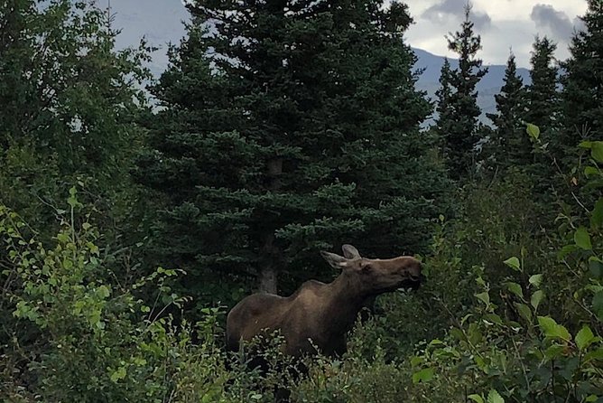 Denali National Park Walking Tour - Tour Features and Inclusions