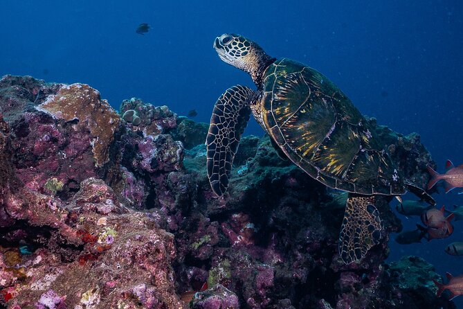 Discover Scuba Diving Class From Lahaina - Health and Safety Considerations