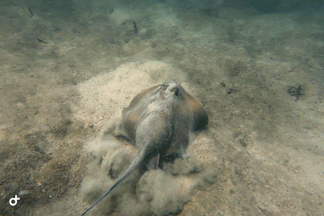 Dive trip with 2 dives (start from Ko Kut) - Who Will Love This Experience