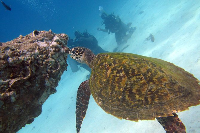 Diving Tour for Certified Divers: Sail Rock or Koh Tao - FAQ