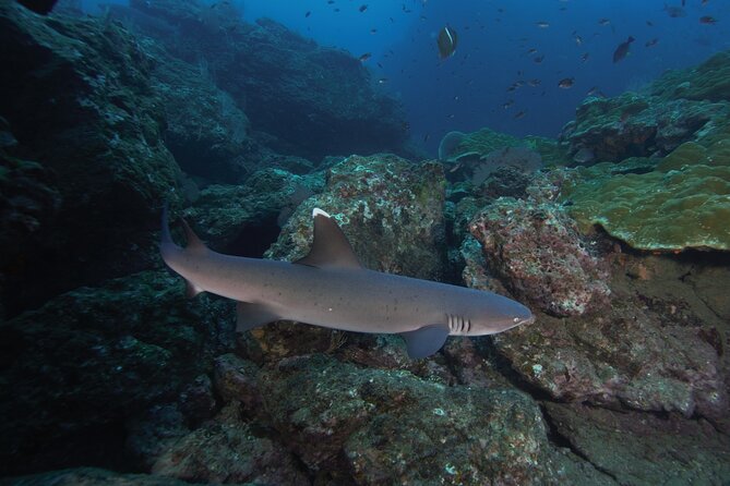 Diving Tour in Isla Del Caño for Certified Divers - Dive Itinerary and Activities