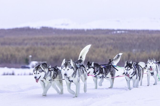 Dogsledding, Near Akureyri - Personalized Private Tours