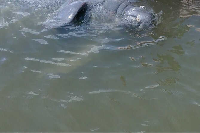 Dolphin and Manatee Adventure Tour of Merritt Island - Traveler Experiences and Reviews