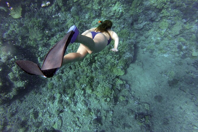 Dolphin Watching and Snorkeling Adventure in Key West - Accessibility and Booking Information