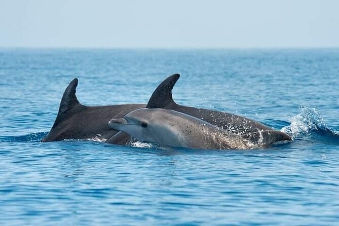 Dolphin Watching Boat Excursion to Figarolo Island From Olbia - Snorkeling in the Crystalline Waters of Figarolo