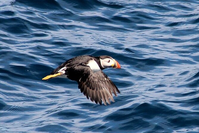 Dolphin & Whale Watching (4hrs) + Blasket Island Landing (3hrs) - Safety Guidelines for Travelers