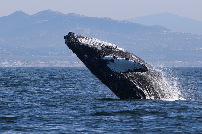 Dolphin & Whale Watching - Wildlife Sightings: What to Expect