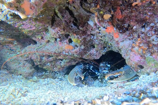 Double Dive in the Capo Carbonara Marine Protected Area, for Patents. - How to Prepare for Your Diving Adventure