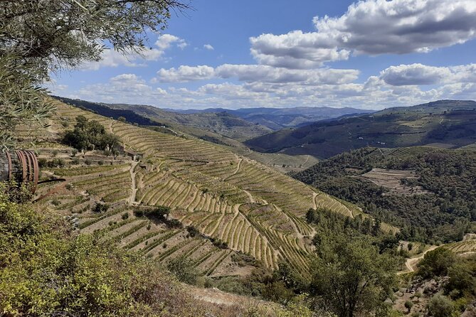 Douro Valley Small-Group Tour: 2 Wineries, Lunch, Optional Cruise - The Sum Up