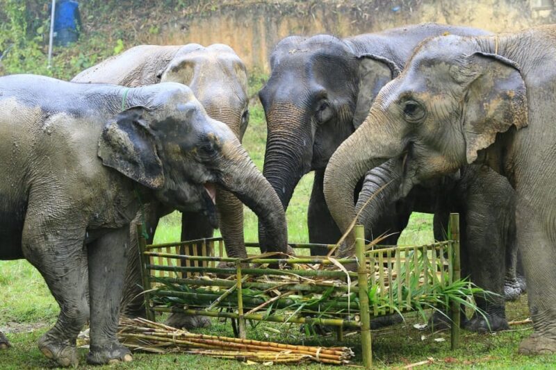 Elephant care with Wat Umong, Doi Suthep and Night City view - The Sum Up: Is It Worth Your Time?