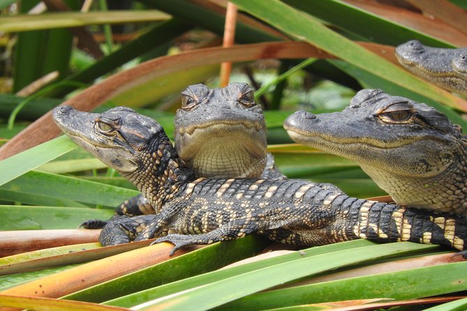 Everglades Day Safari from Fort Myers/Naples Area - Final Thoughts: Is This Tour Right for You?
