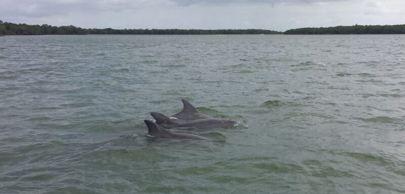 Everglades Day Safari from Sanibel, Fort Myers & Naples - Key Points