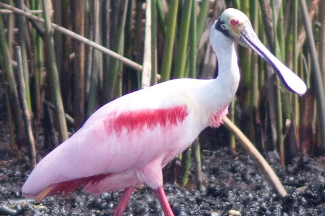 Everglades National Park Small Group Guided Boating & Walking Tour Expedition - Who Is This Tour Best For?