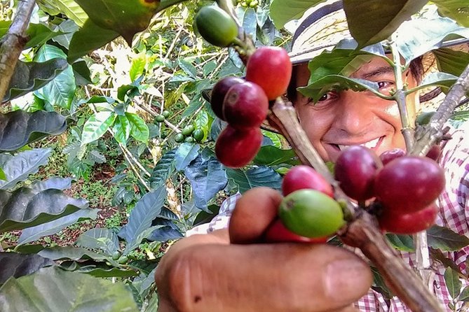 Explore the Coffee Process_From Tree to Cup & Fun by Jeep - Meet the Passionate Hosts
