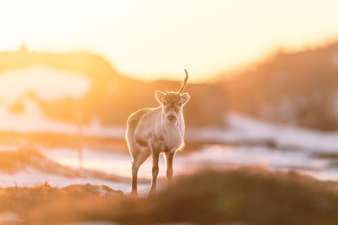 Explore the Norwegian Fjords and the Wildlife From Abisko - Tour Inclusions and Accessibility