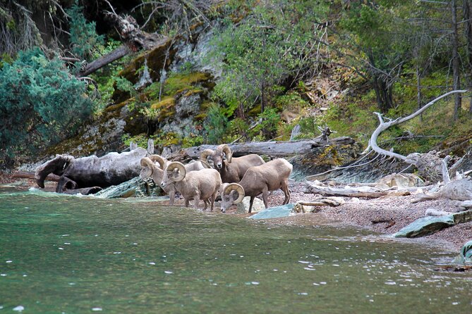 Flathead Lake Private Sunset Wild Horse Island Boat Tour - Final Thoughts