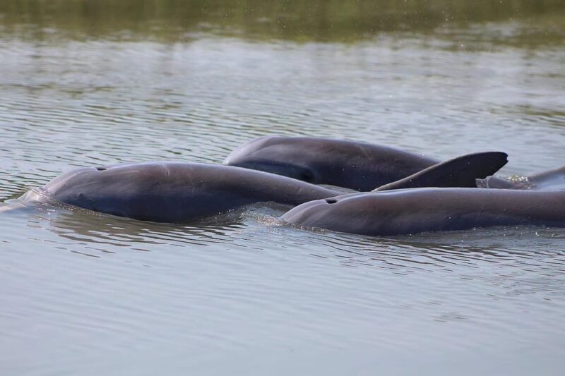 Folly Beach Dolphin Viewing Boat Excursion - Who Should Consider This Tour?