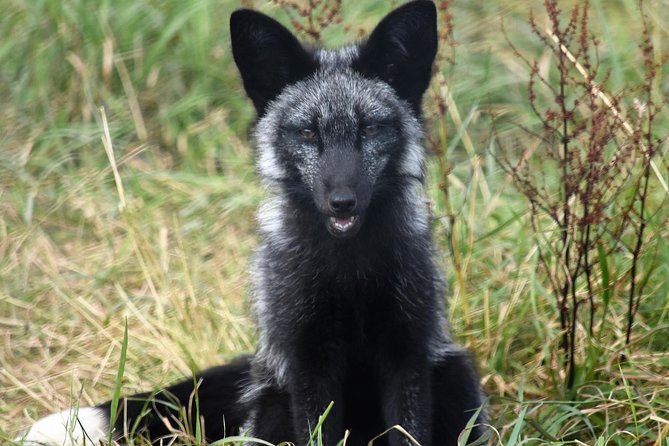 Fox Encounter for 2 People and Park Entry - Schedule and Availability