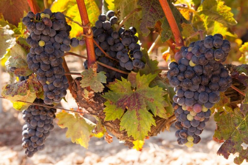 From Atlanta: Half-Day or Full-Day Wine Country Tasting Trip - What Real Travelers Say